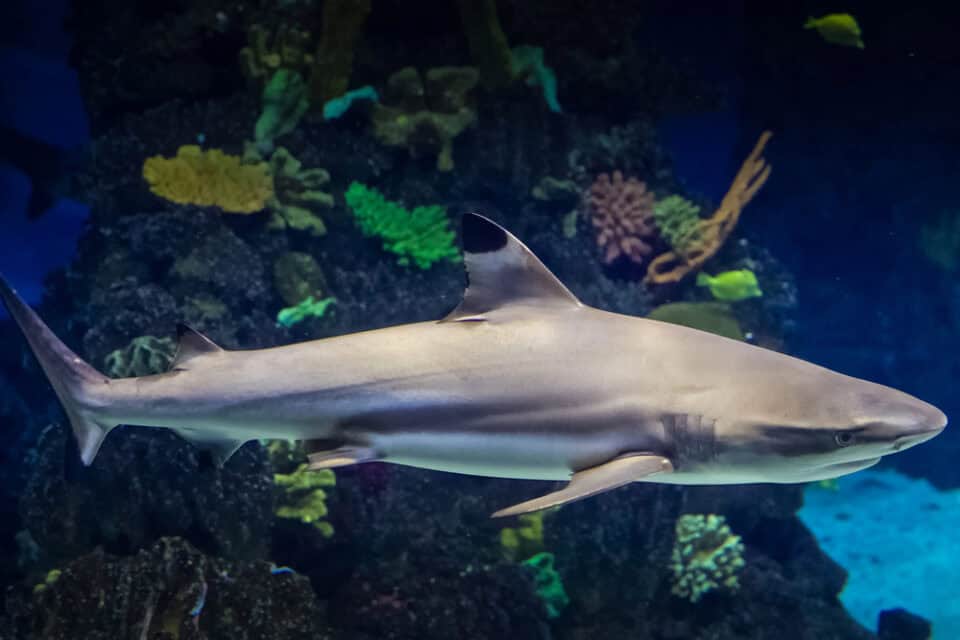 Shark’s Skin Is So Tough It Can Resist Bullet Impacts