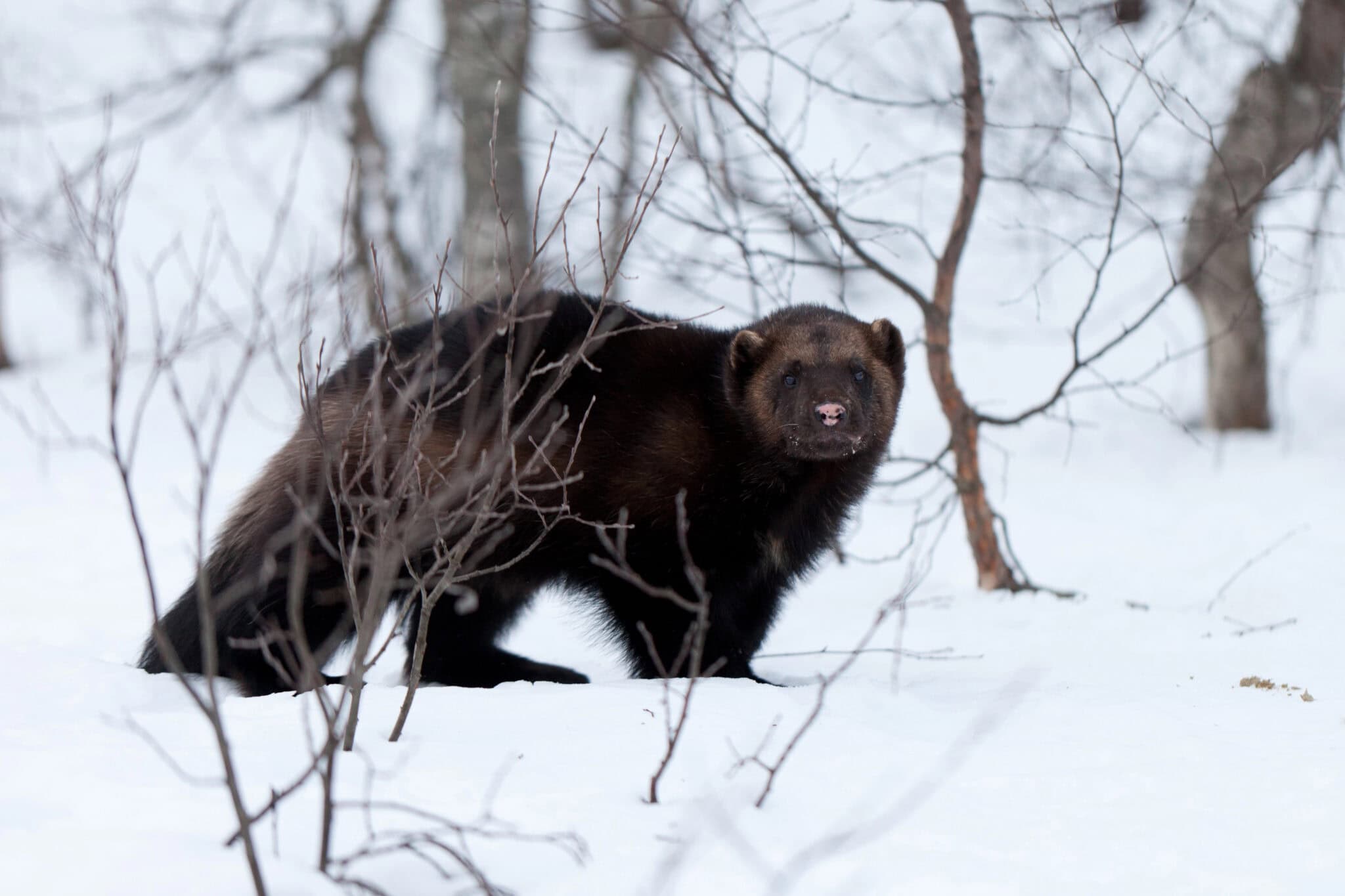 10 Most Fearless Animals in the Animal Kingdom