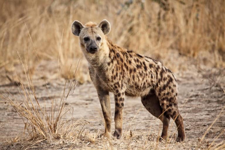 The Truth About Hyena Intelligence and Social Power