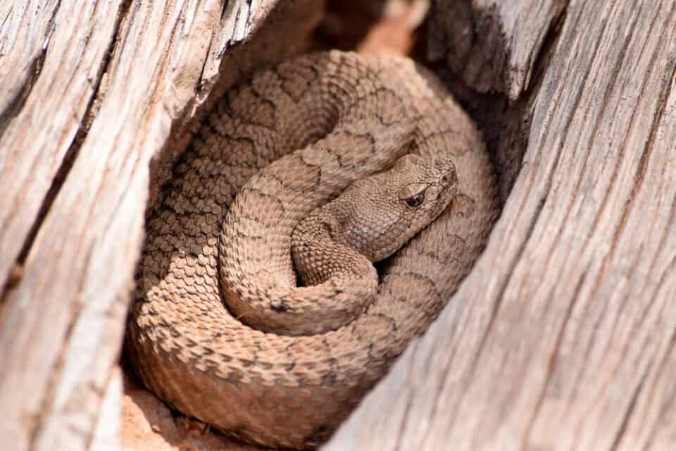 18 Myths About Snakes and Weather Debunked