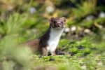 How the Stoat Hunts Quietly in the Wild