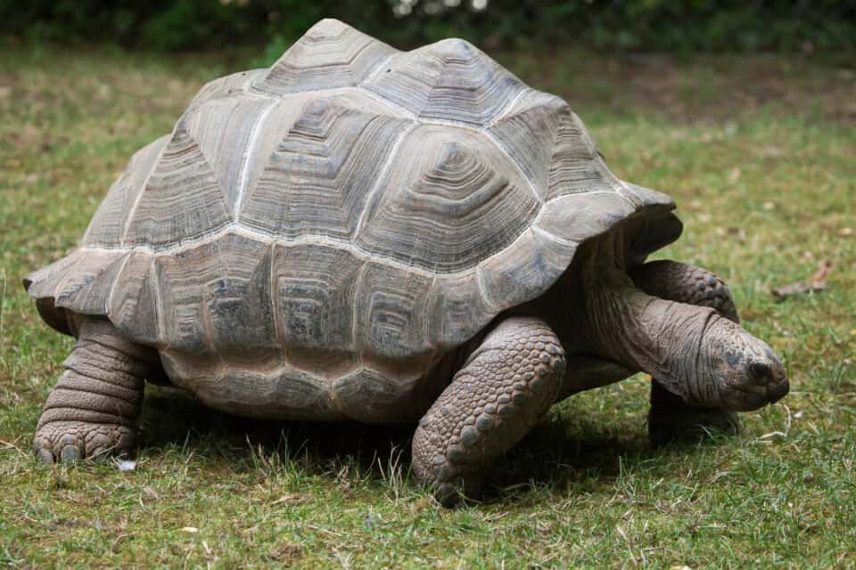 Top 10 Animals and Wildlife in the Sahara Desert - Animals Around The Globe