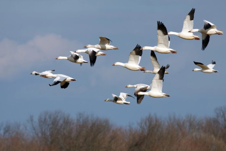 Why Birds Are Flying North Sooner Than Ever Before - Animals Around The ...