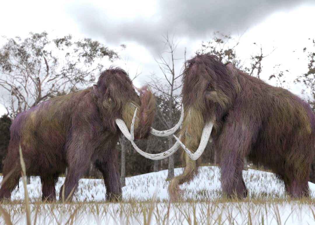 The Science Behind De-Extinction: Are We Ready for Woolly Mammoths ...