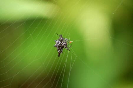 20 Rare Spider Species and Their Unique Traits - Animals Around The Globe