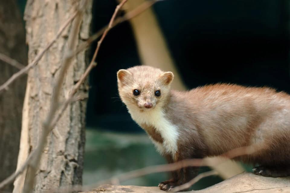 How the Stoat Hunts Quietly in the Wild
