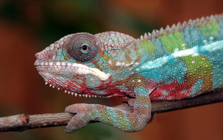 The Lizard That Changes Colors With Its Mood - Animals Around The Globe