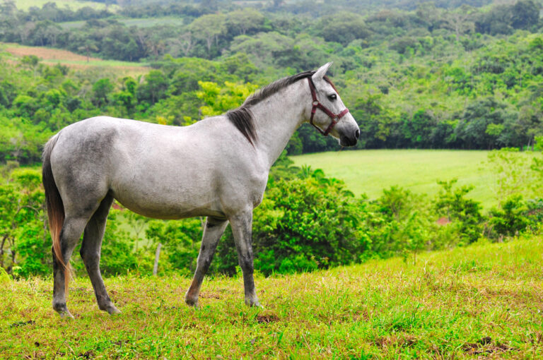 14 Legendary Horses from History and Their Stories