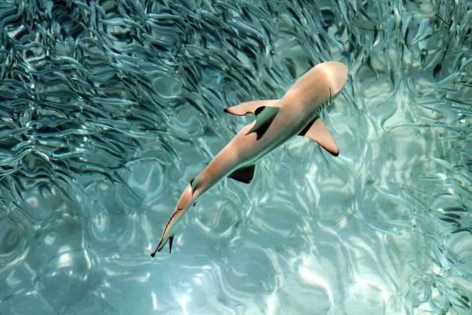 12 Cutest Baby Animals Found in the Ocean - Animals Around The Globe