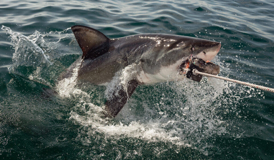 Shark’s Skin Is So Tough It Can Resist Bullet Impacts
