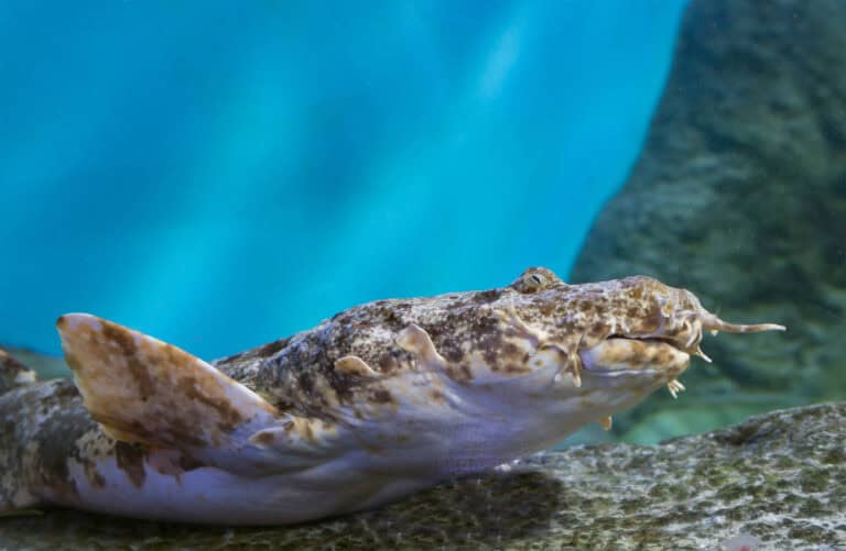 13 Sharks That Can Be Found in Surprisingly Shallow Waters - Animals ...