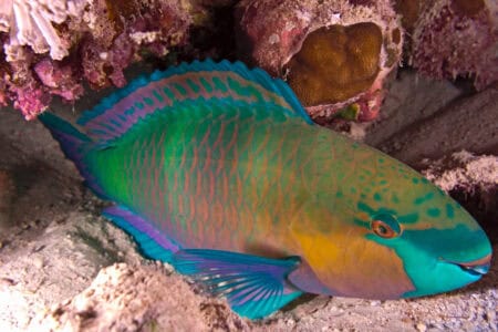 The Most Colorful Fish Ever Caught in Hawaii’s Reefs - Animals Around ...