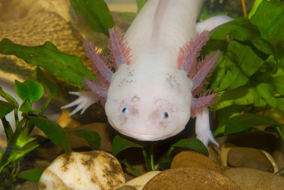 How the Axolotl Defies Evolution and Regrows Limbs