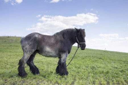 11 Unique Horse Colors And Patterns That Will Take Your Breath Away ...
