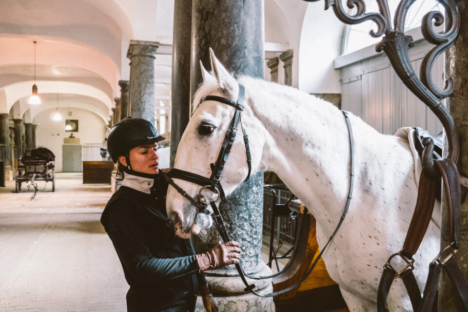 12 Historic Horses That Changed the World - Animals Around The Globe
