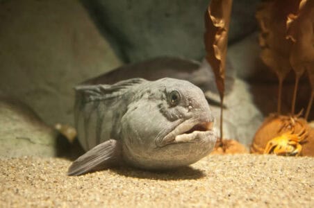 This Fish Has the Most Teeth in the Ocean—And Uses Them Well - Animals ...
