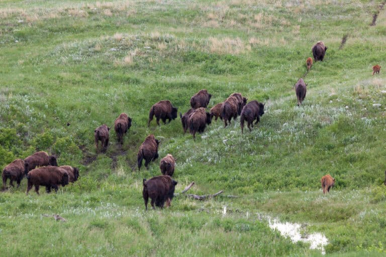 How Bison Form Herds for Mutual Protection