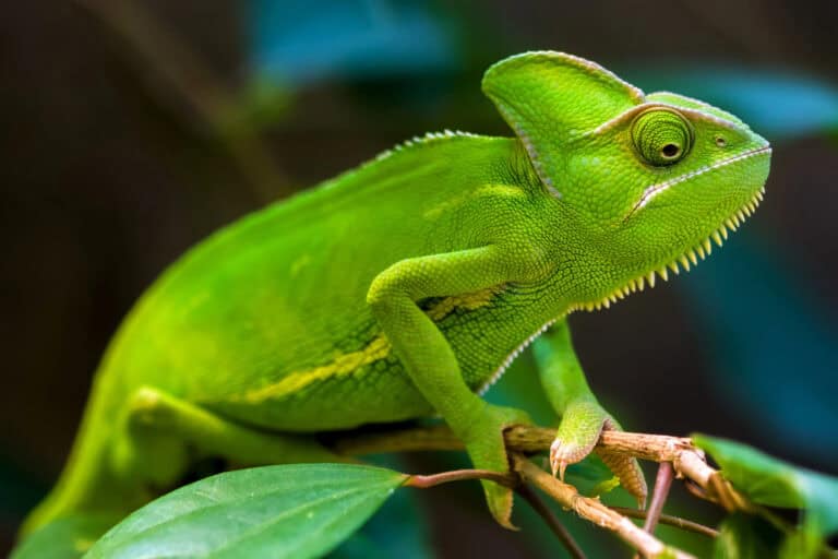 How the Chameleon Changes Colour in Response to Its Environment