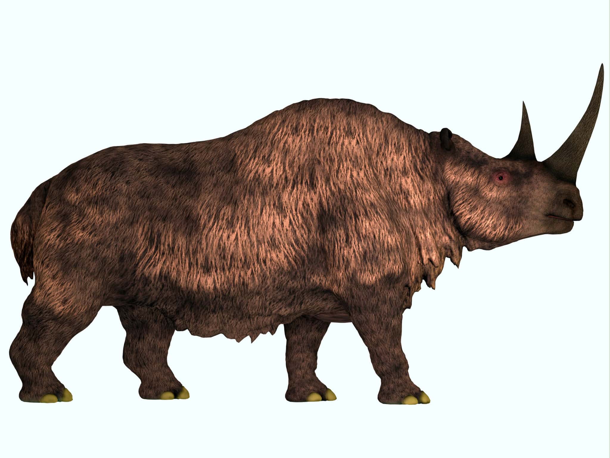The Woolly Rhinoceros: A Majestic Prehistoric Beast