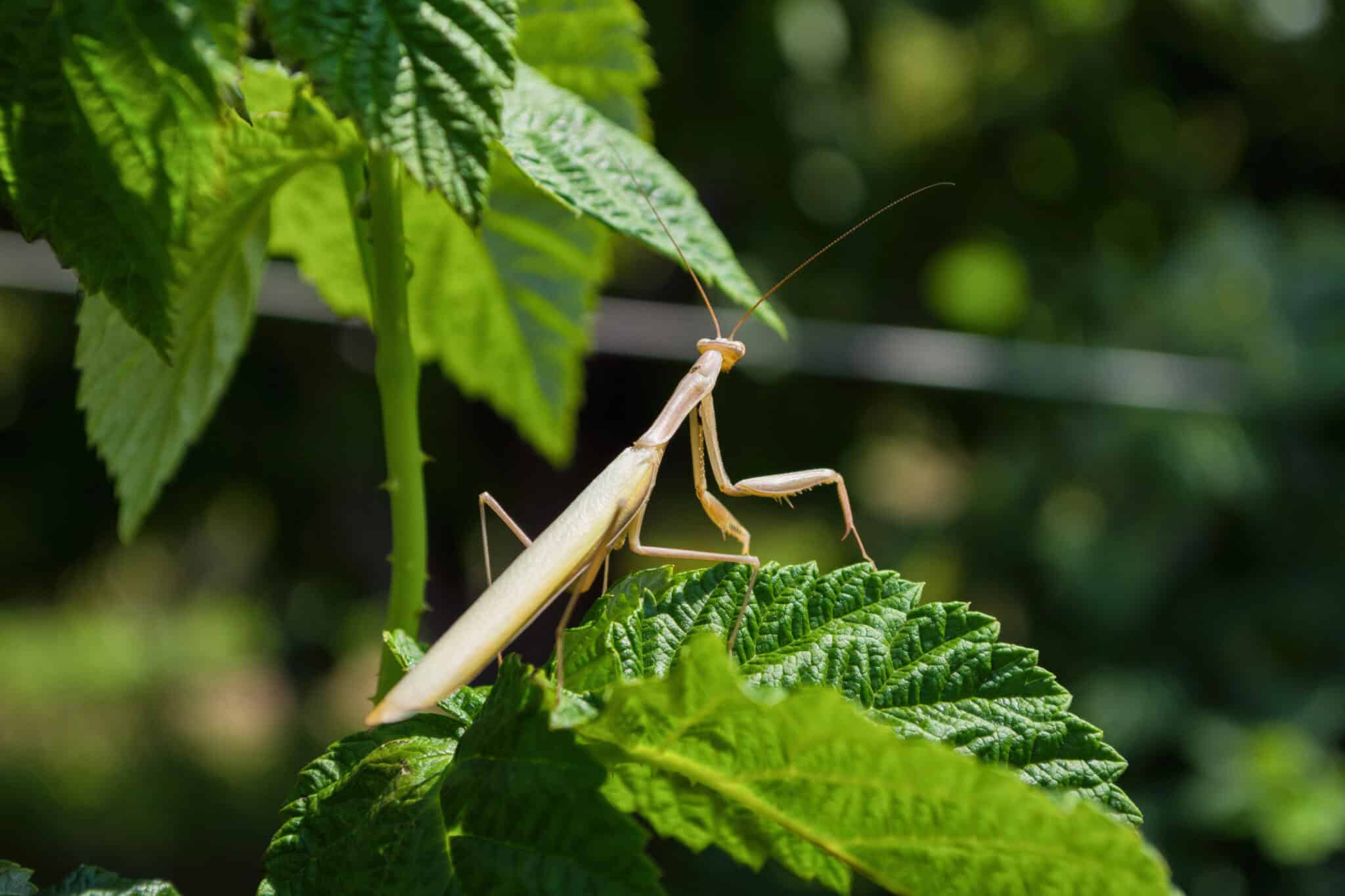 The Praying Mantis: A Predator With Precision