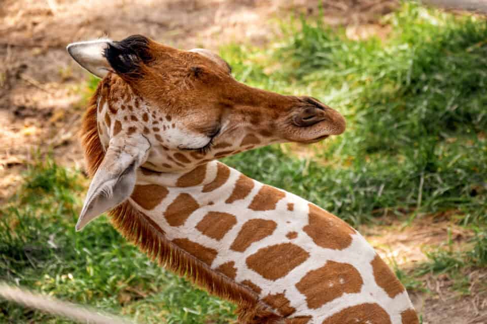 14 Ways Giraffes Defend Themselves Without Fighting - Animals Around ...