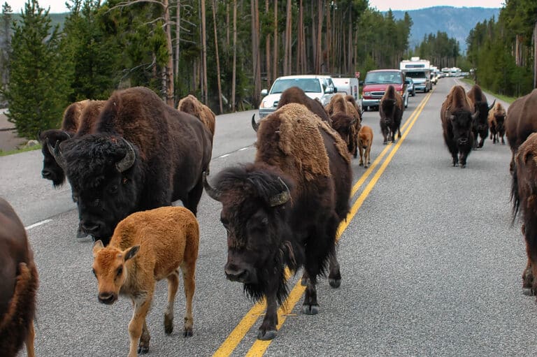 How Bison Form Herds for Mutual Protection