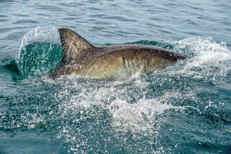 Shark’s Skin Is So Tough It Can Resist Bullet Impacts