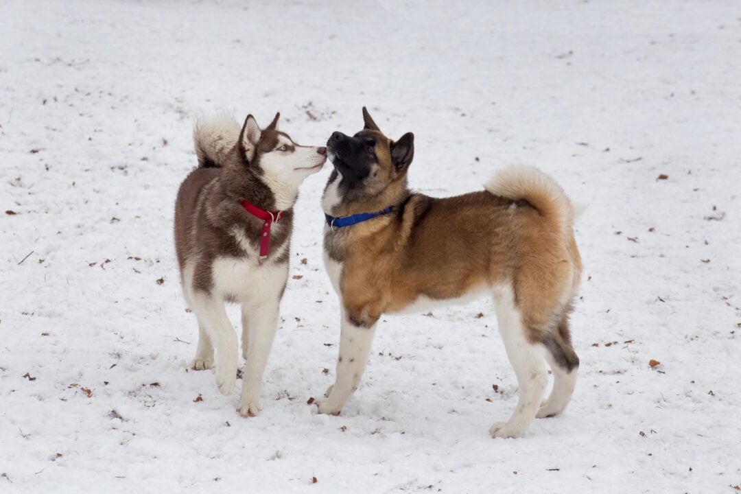 Dogs Really Do Smile—Here’s How to Tell - Animals Around The Globe