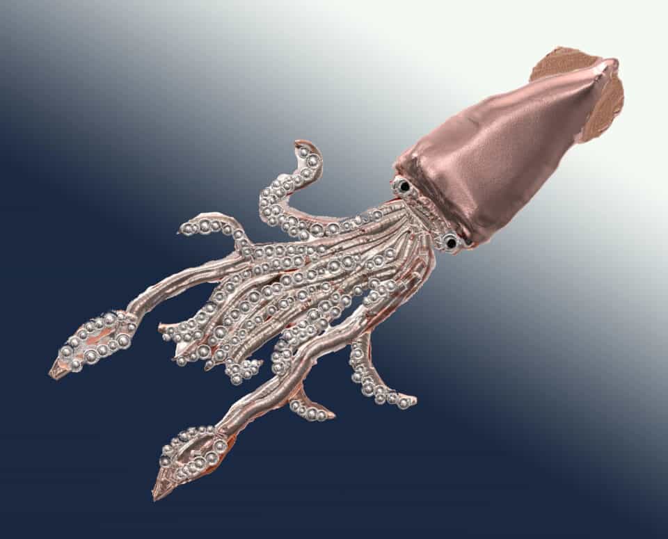 The Most Colossal Squid Ever Caught in U.S. Nets