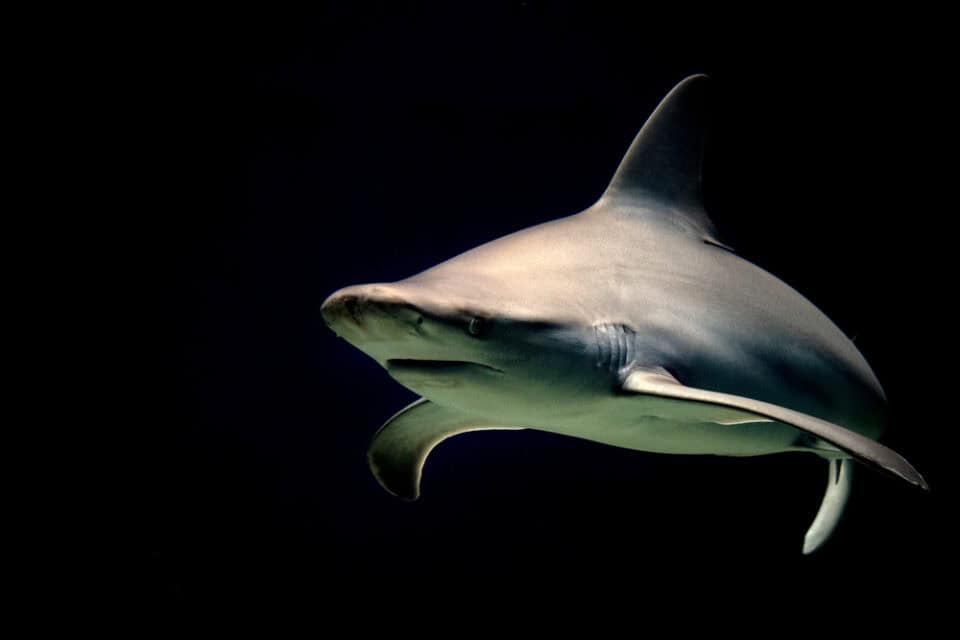 Shark’s Skin Is So Tough It Can Resist Bullet Impacts