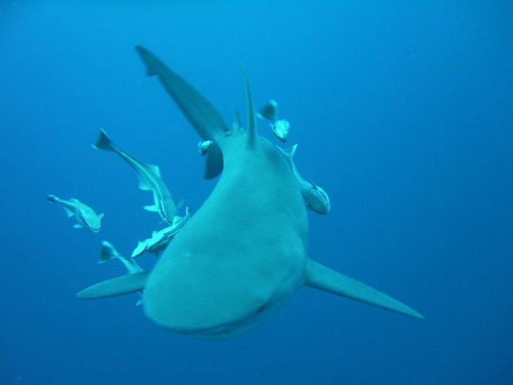 The Largest Bull Shark Ever Seen in Florida Waters