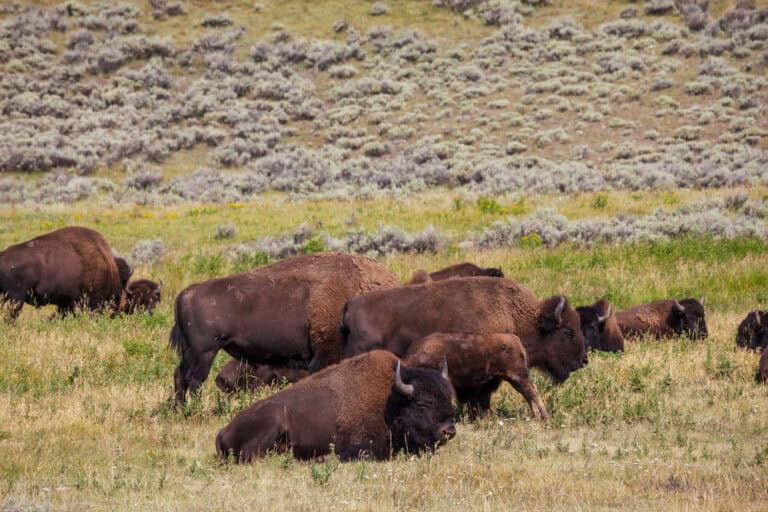 The Largest Herd of Bison Ever Documented in the US
