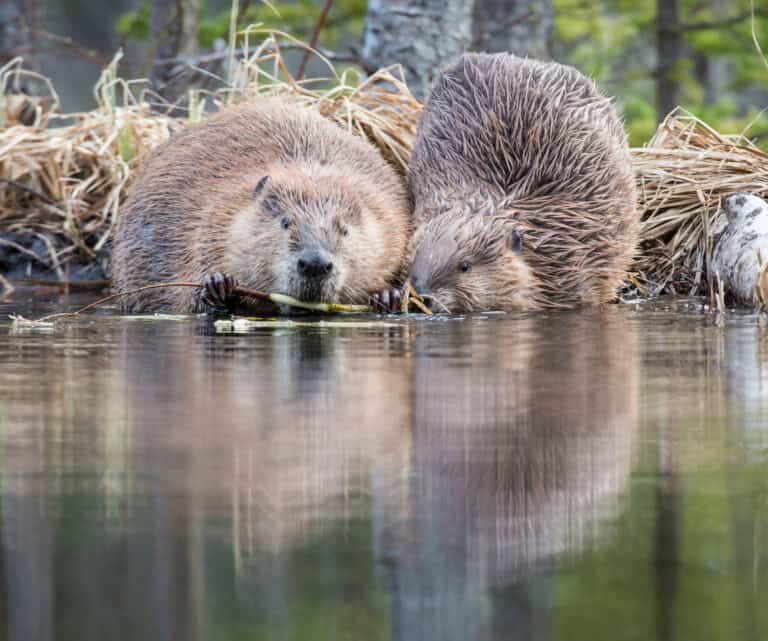 How Beavers Engineer Their Own Ecosystems