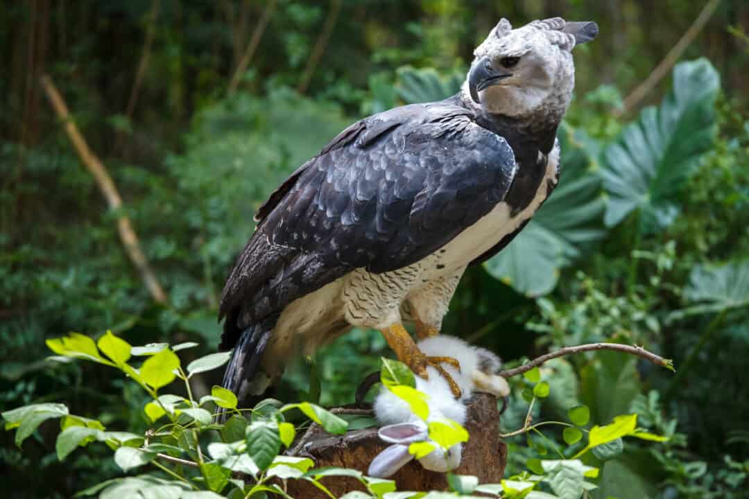 10 Apex Predators That Rule Their Territories - Animals Around The Globe