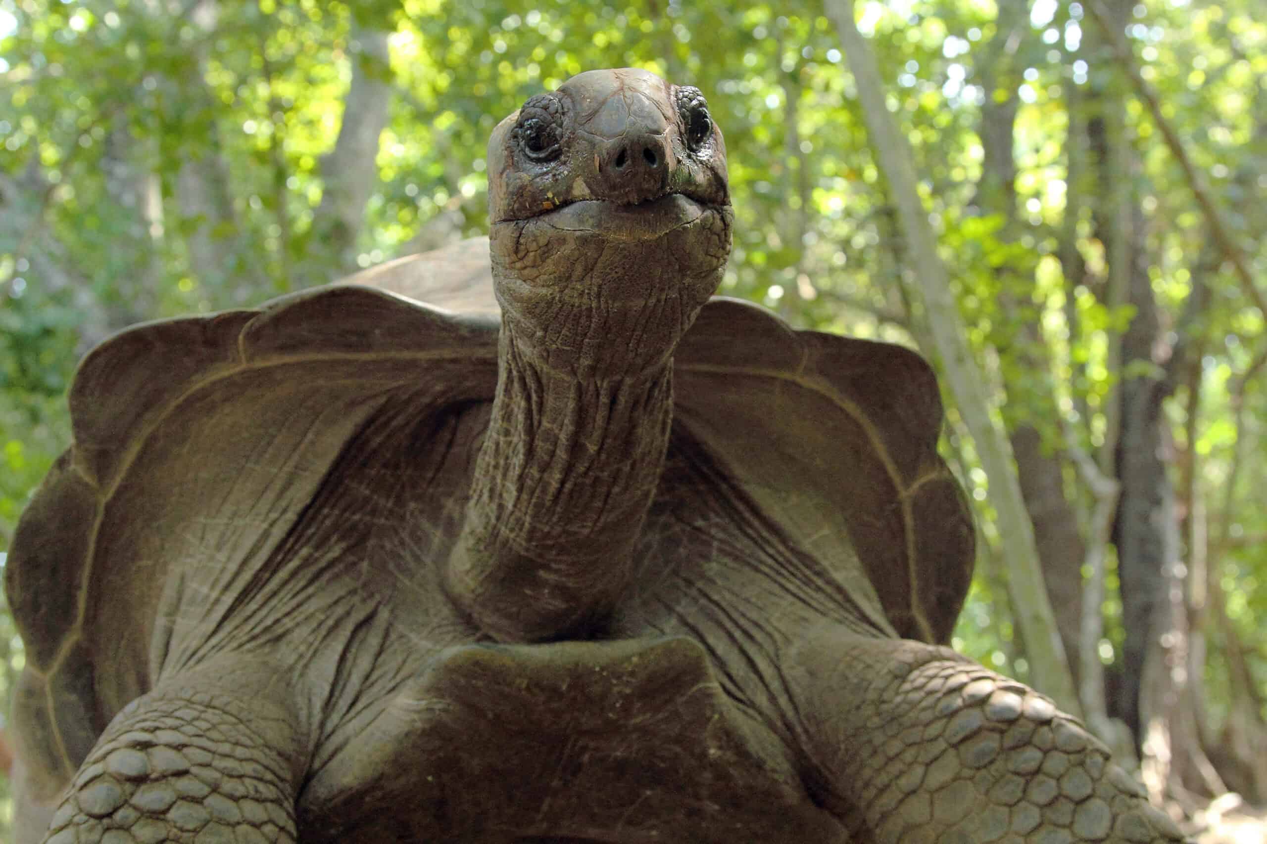 The 13 Longest-Living Animals and How They Defy Aging - Animals Around ...