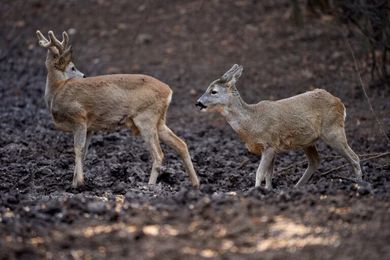 How Fast Can a Deer Run? You Might Be Surprised
