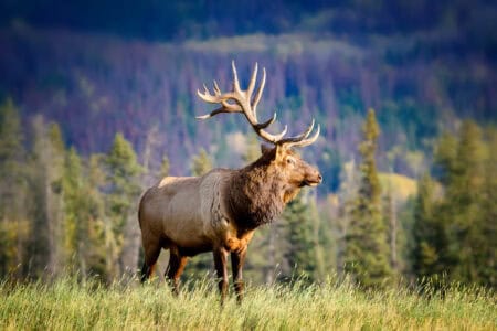 The Biggest Elk Ever Spotted in the US