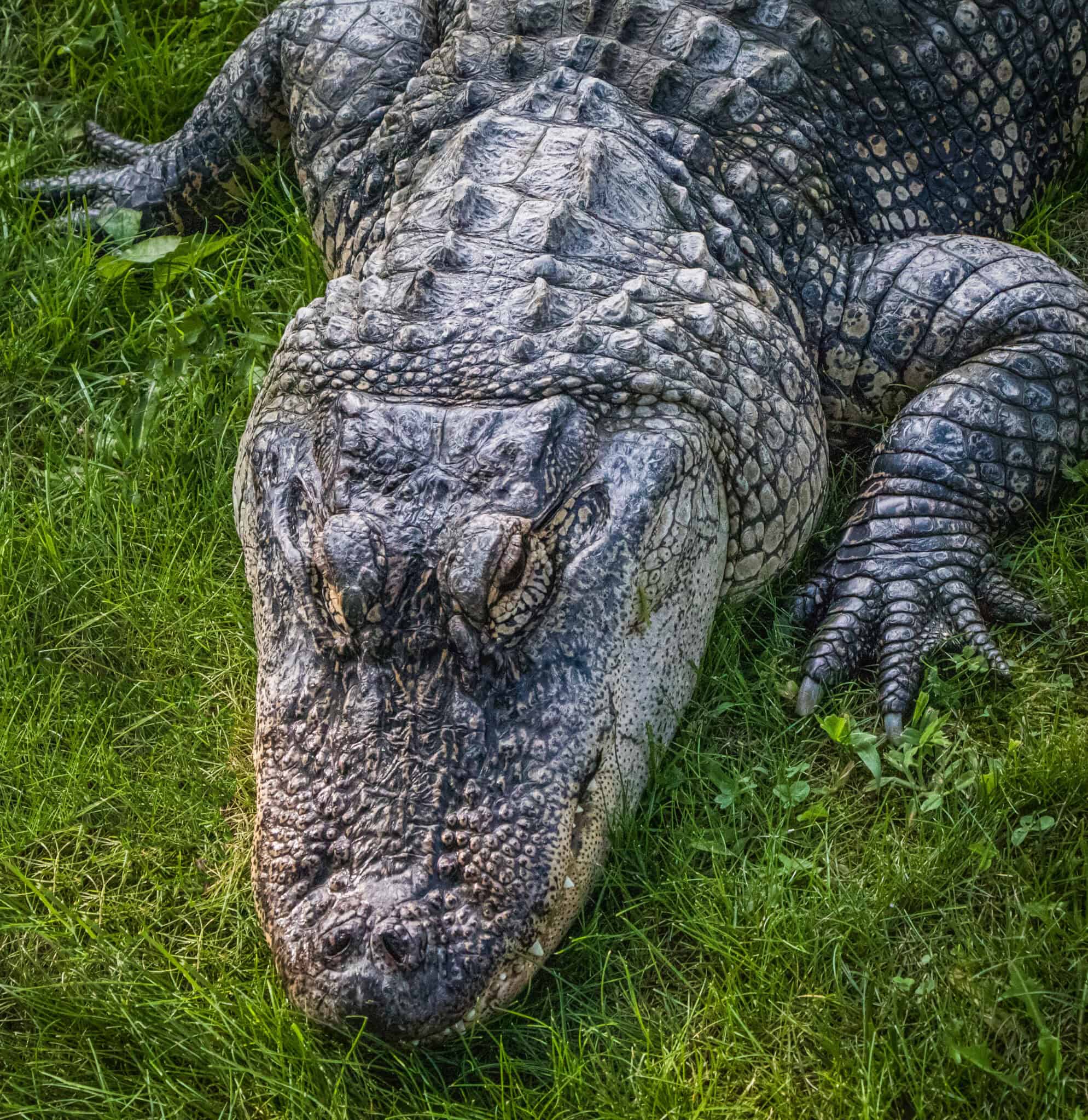 Top 10 Animals and Wildlife in Oklahoma