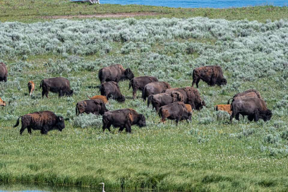 Why Bison Still Roam Free in This Protected Landscape