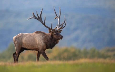 The Biggest Elk Ever Spotted in the US