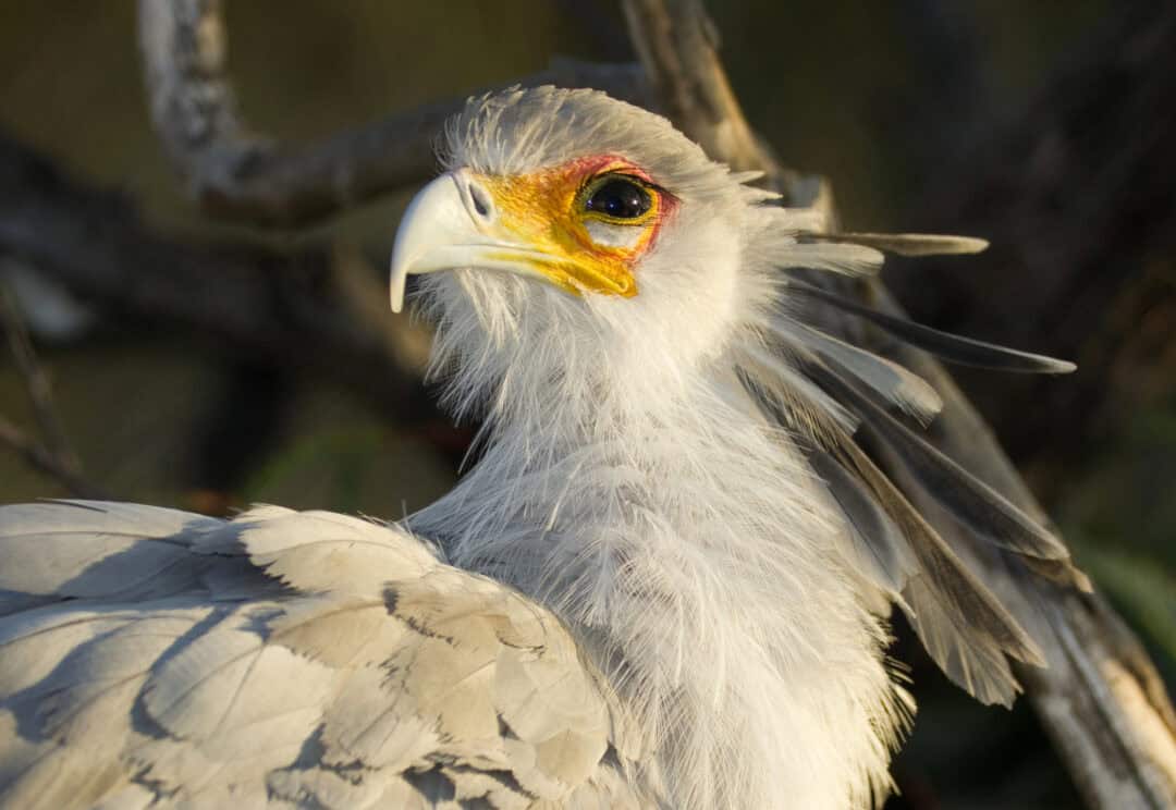 15 Ways to Attract More Birds to Your Backyard - Animals Around The Globe