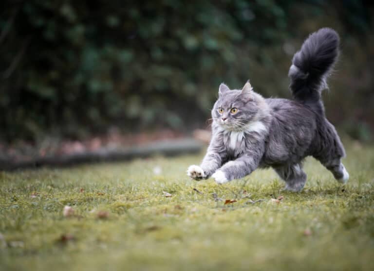 20 Common Cat Behaviors and What They Mean - Animals Around The Globe
