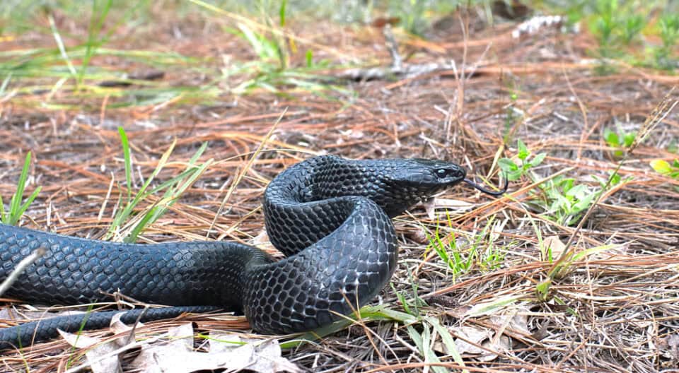 18 Myths About Snakes and Weather Debunked
