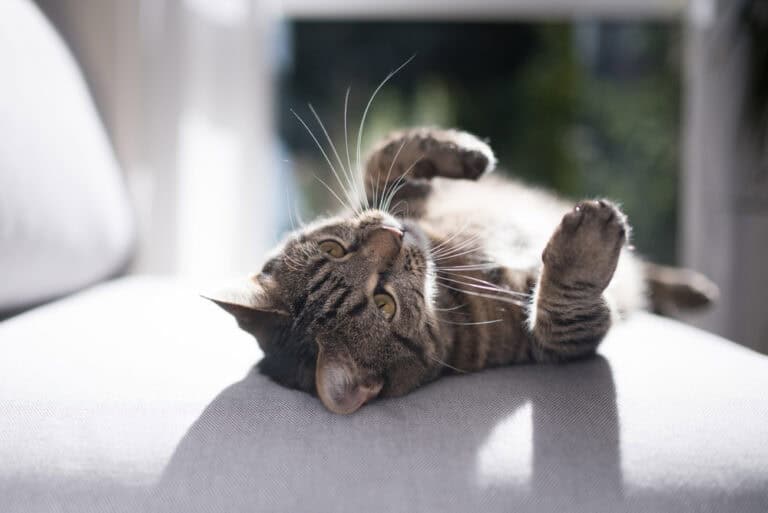 The Science Behind a Cat’s Purr and Its Healing Powers - Animals Around ...