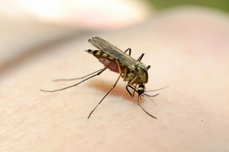 The World’s Most Dangerous Insect Kills Millions a Year
