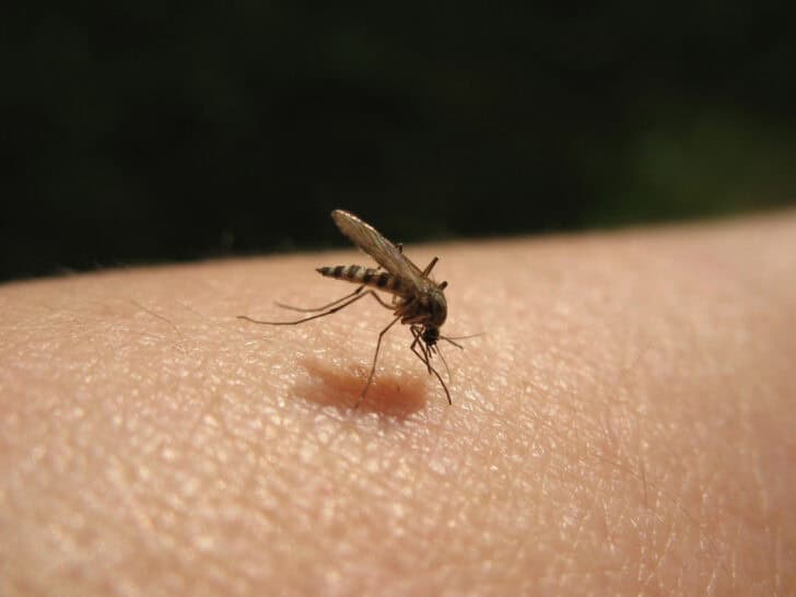 The Smallest but Deadliest: Why Mosquitoes Are Responsible for Millions ...