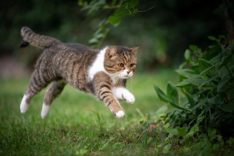 20 Reasons Why Cats Are the Perfect Pets - Animals Around The Globe