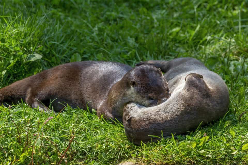 The Unexpected Comeback of River Otters in New York - Animals Around ...