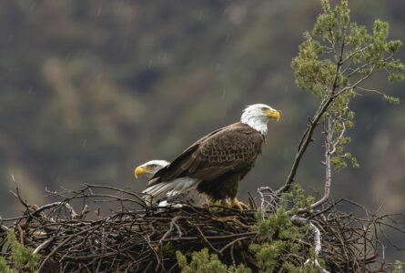 Wildlife Conservation Milestones: Reflecting on Recent Achievements ...