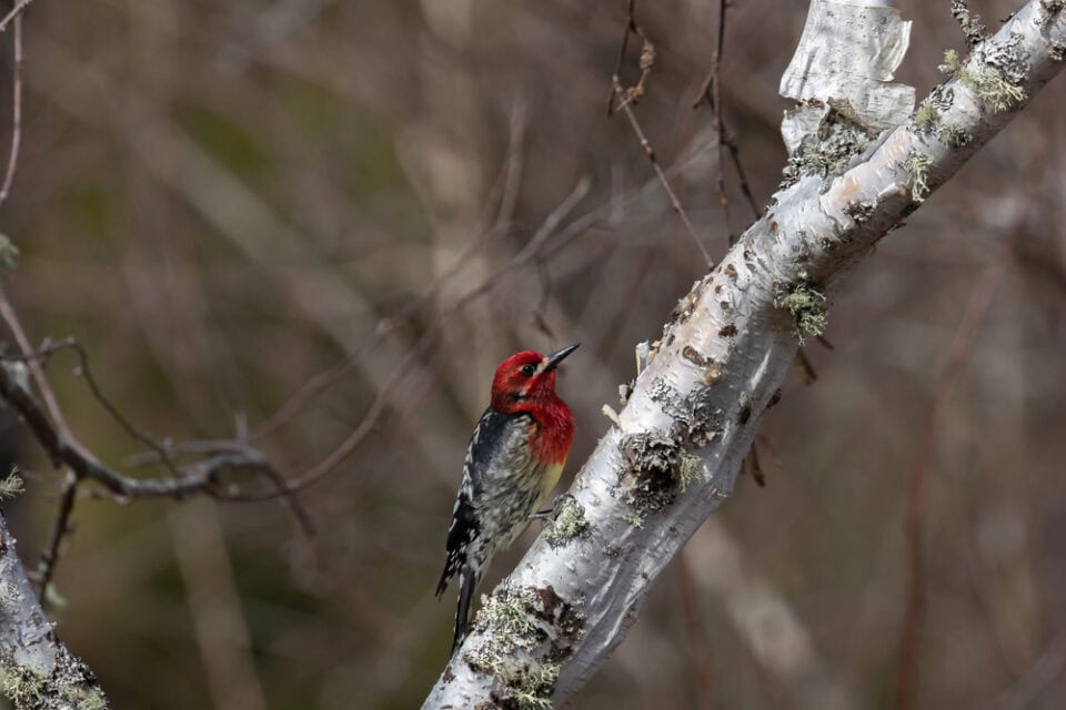 Top 10 Animals and Wildlife in Mississippi